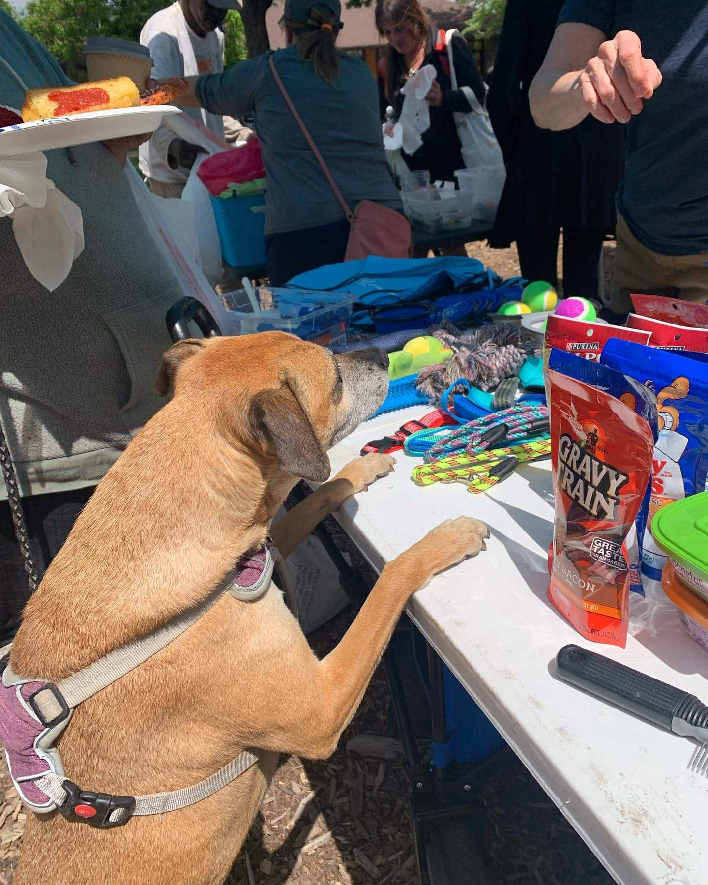 Nonprofit Spotlight: Annie and Millie's Place - SVP Boulder County